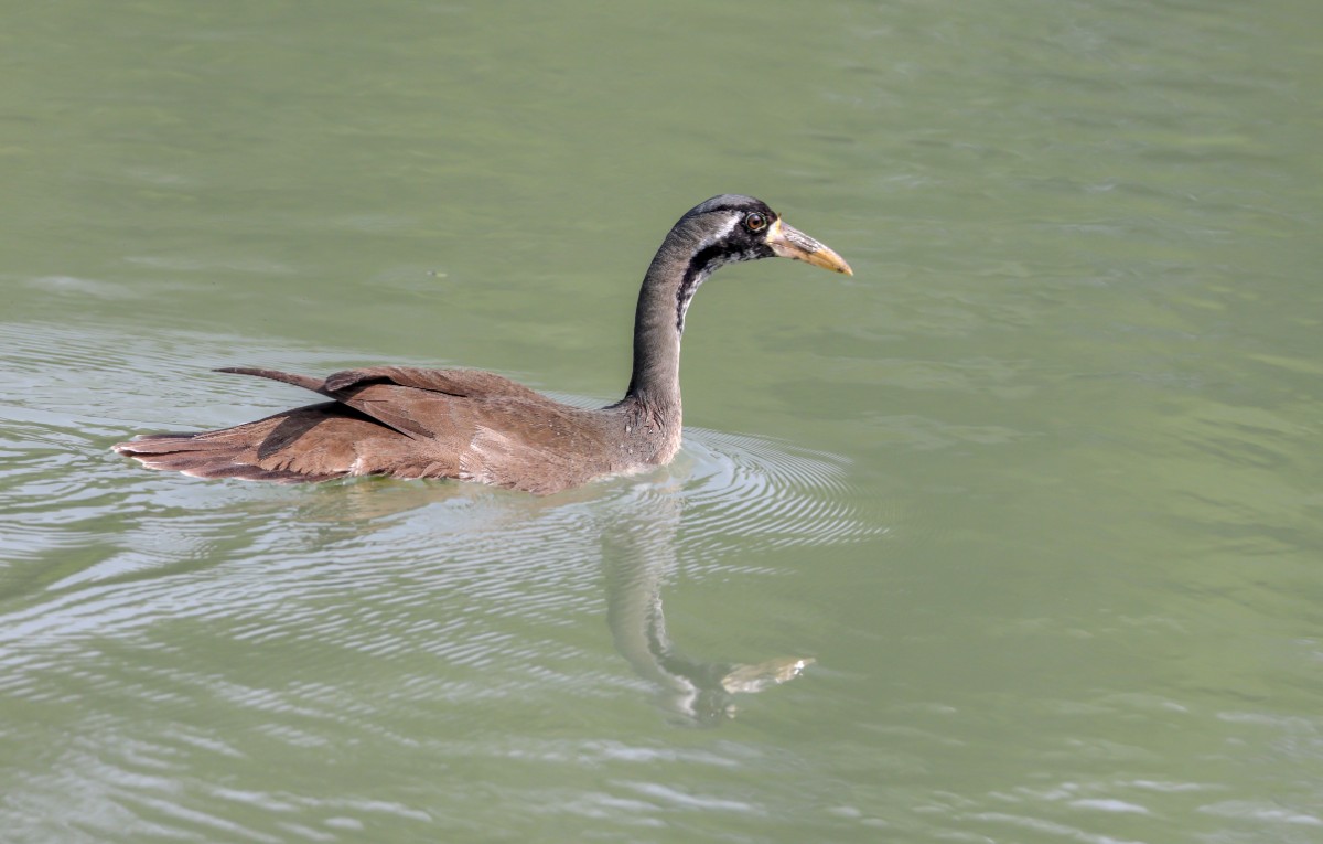 Bird Life in the Sundarbans